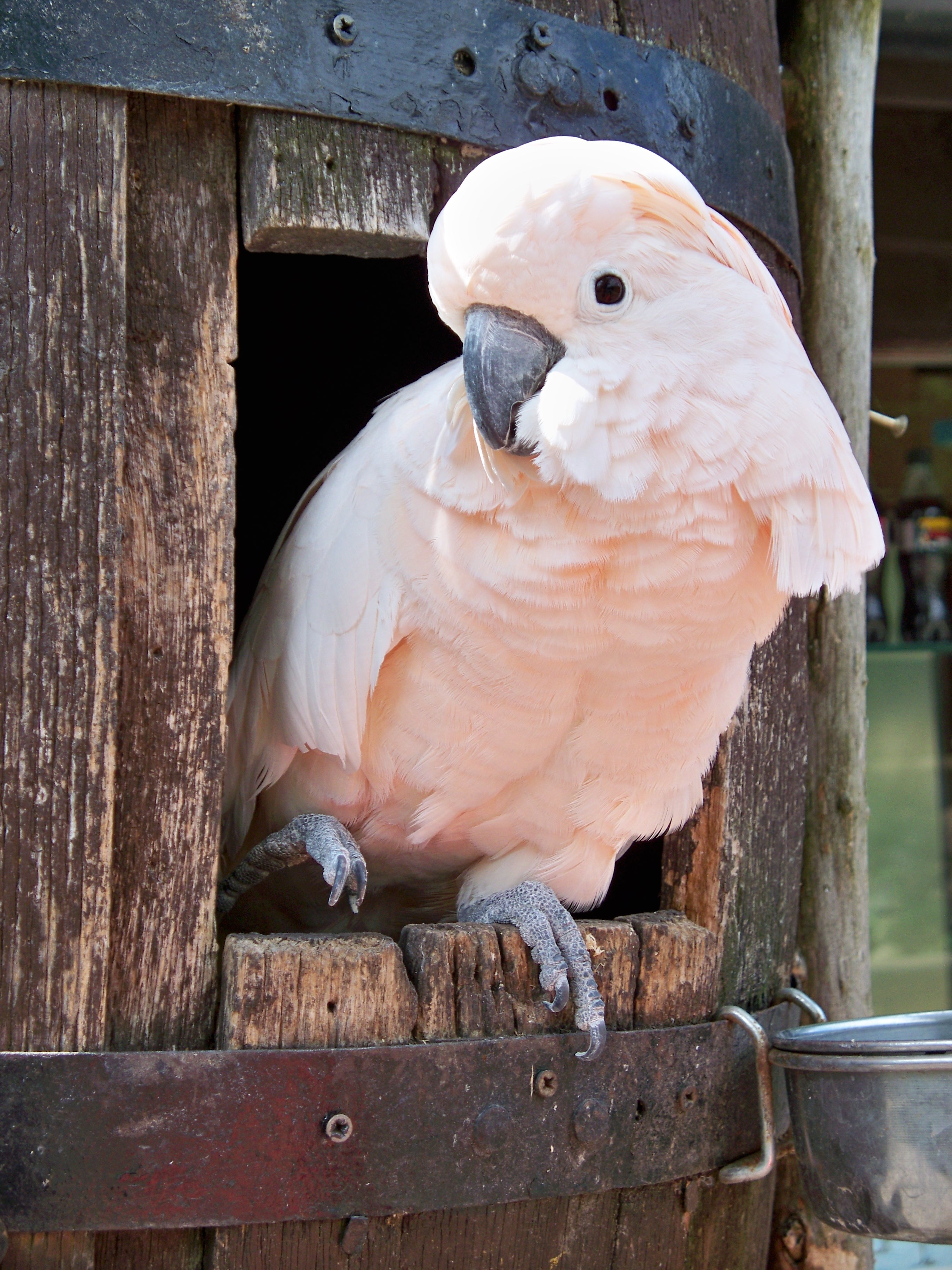 Pink Cockatoo Looking From Nest Box Close Up Free Image Download