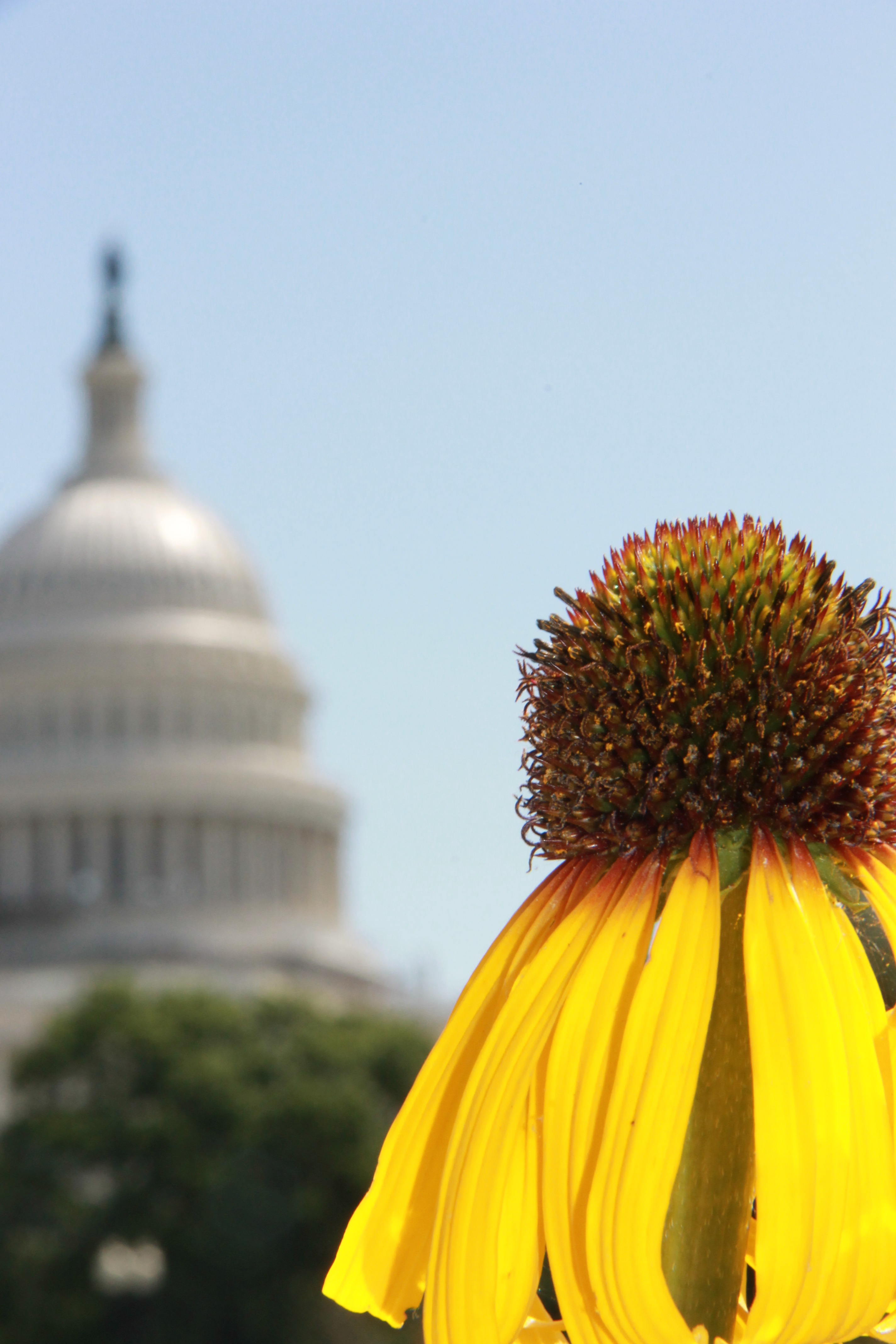 Yellow flower close up at capitol building, usa, washington dc free ...