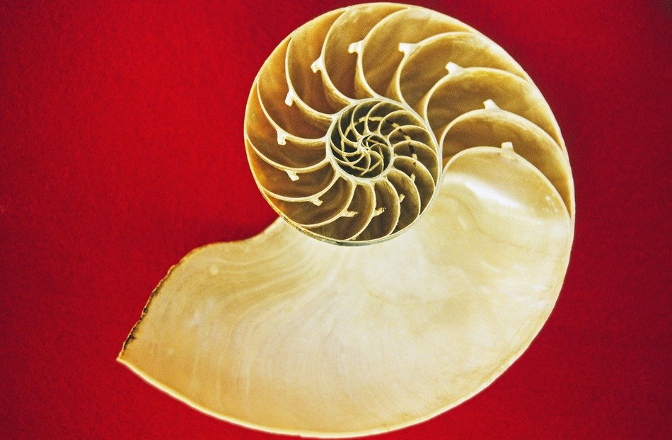 Nautilus- genus of cephalopods at red background free image download
