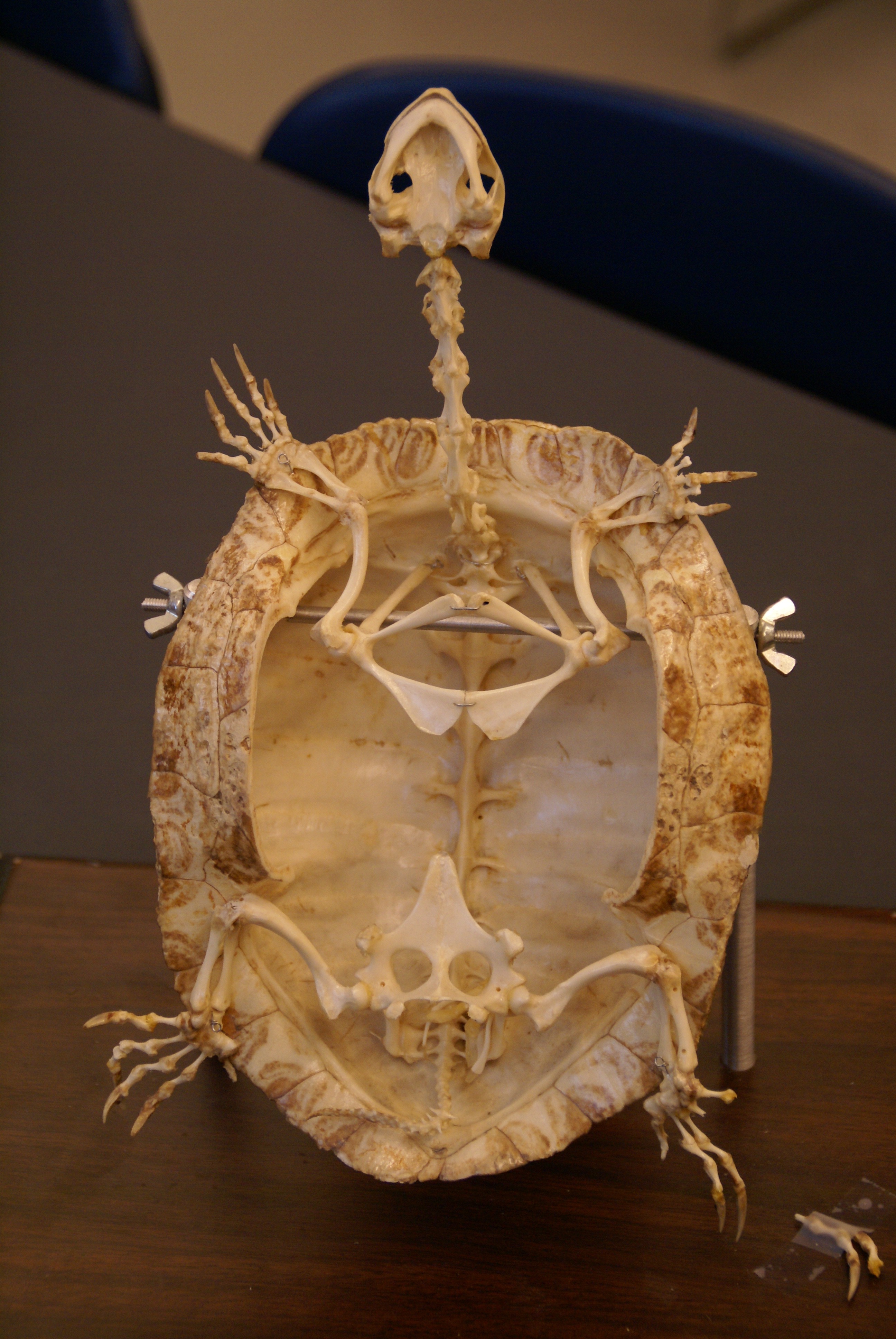 Skeleton of a turtle on the table free image download
