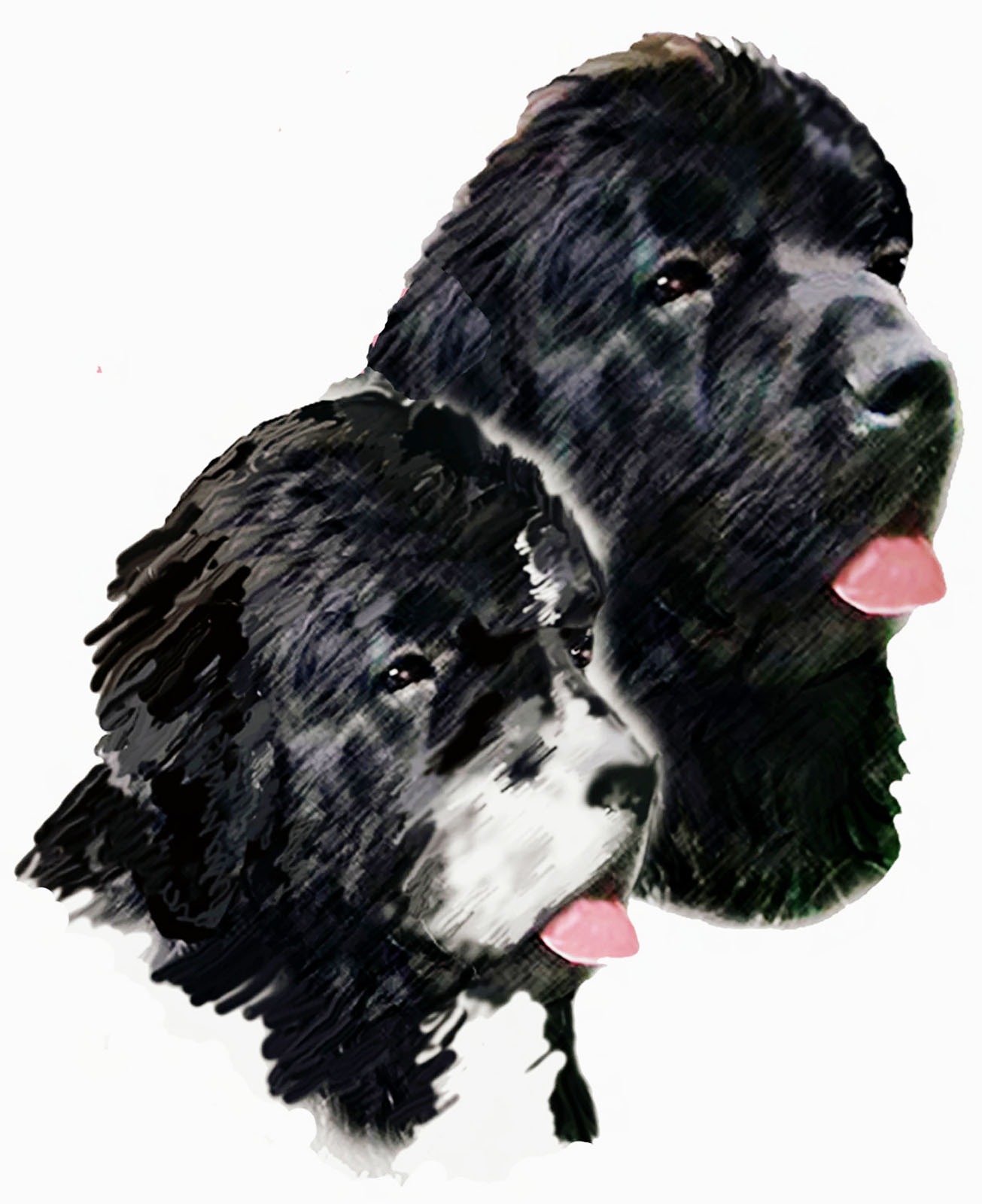 Newfoundland dogs drawing free image download