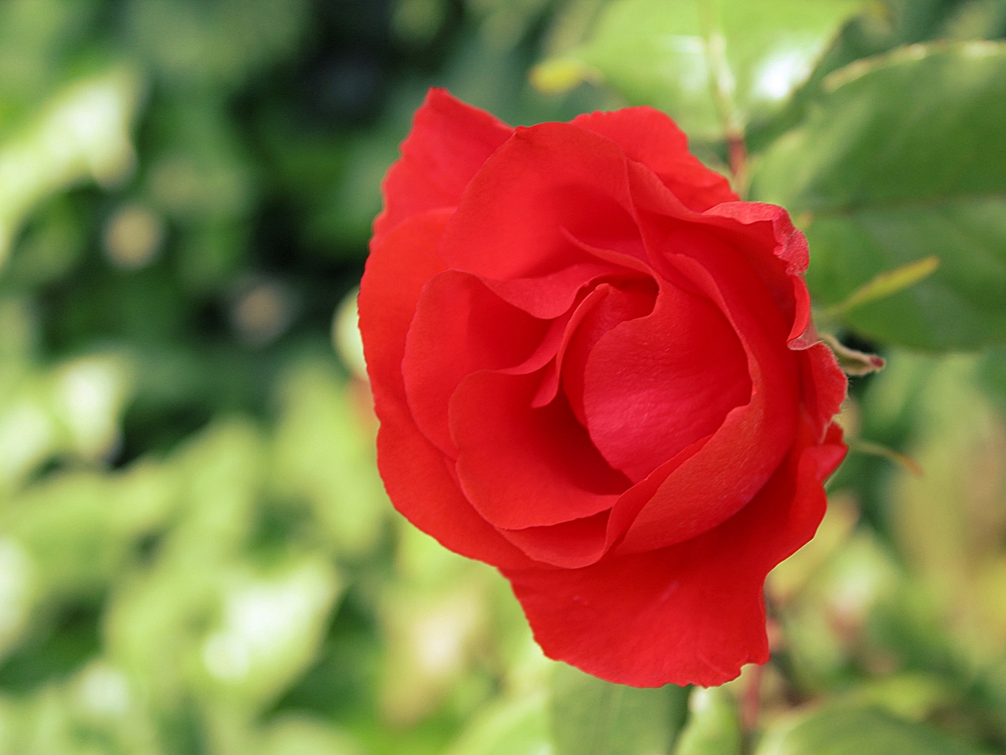 Gentle red rose free image download
