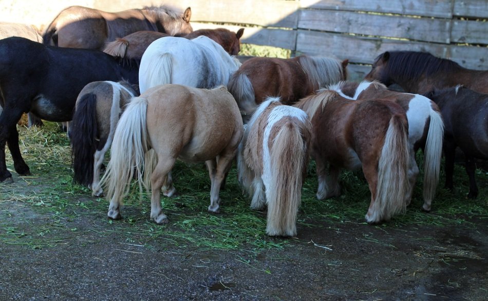 Feeding long-haired ponies on the farm free image download