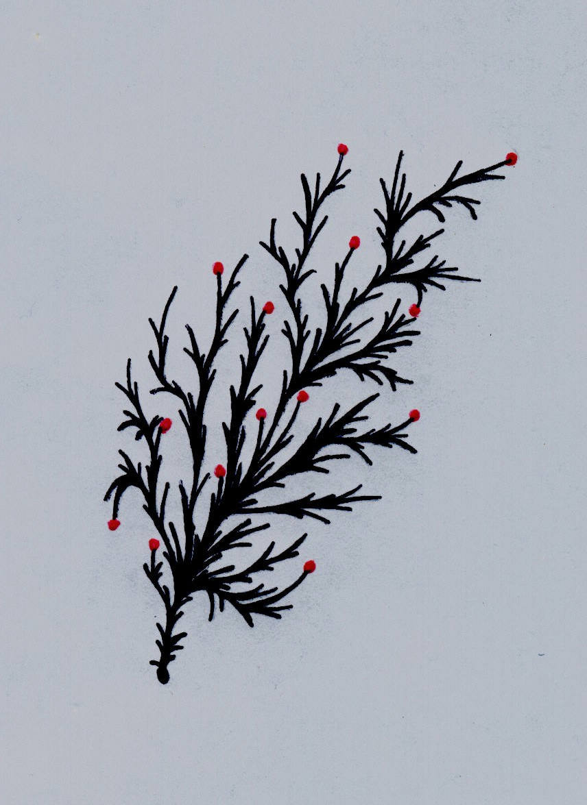 Drawing of the Christmas tree branch free image download