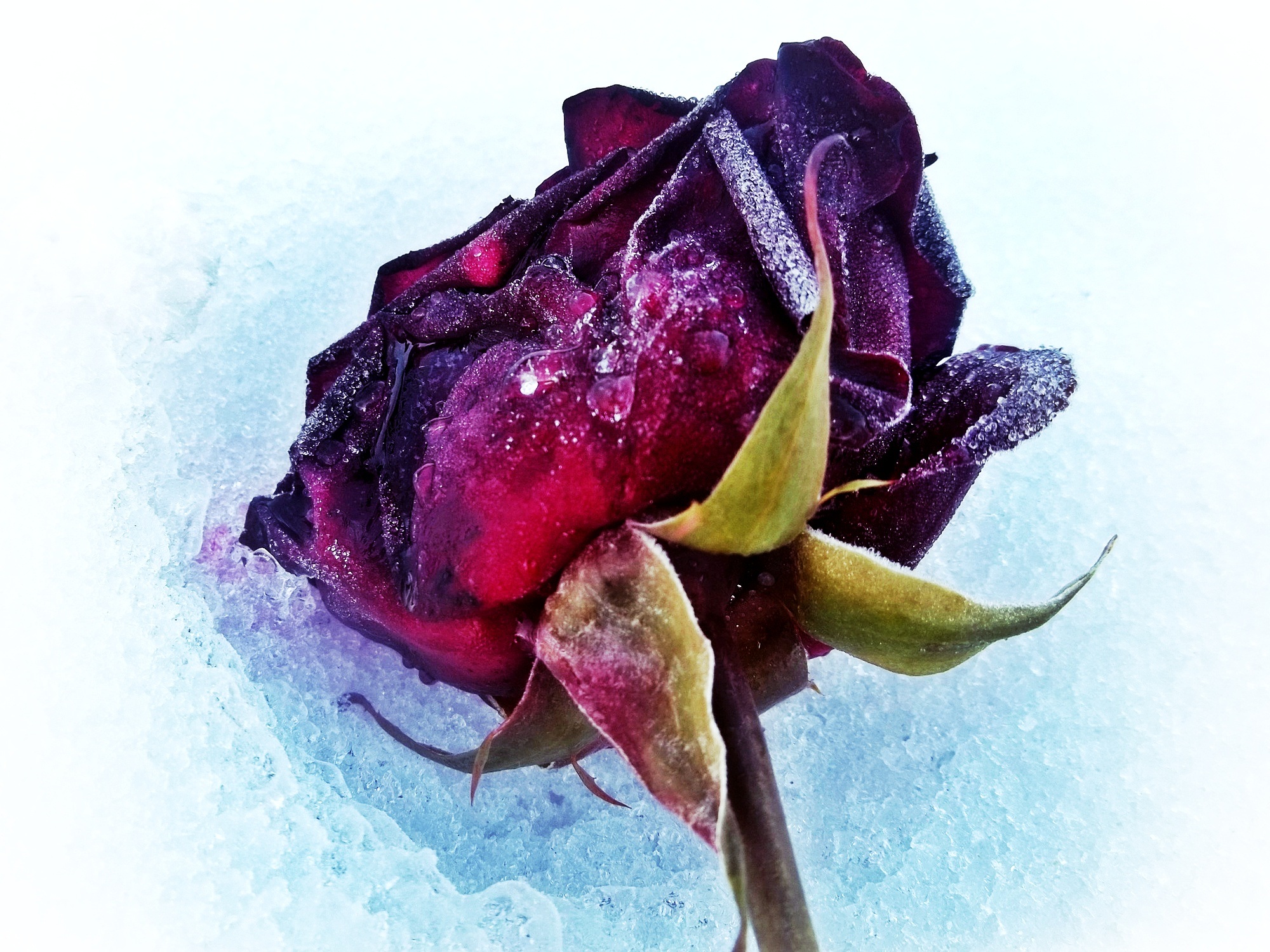 Mourning rose, dry flower drawing free image download