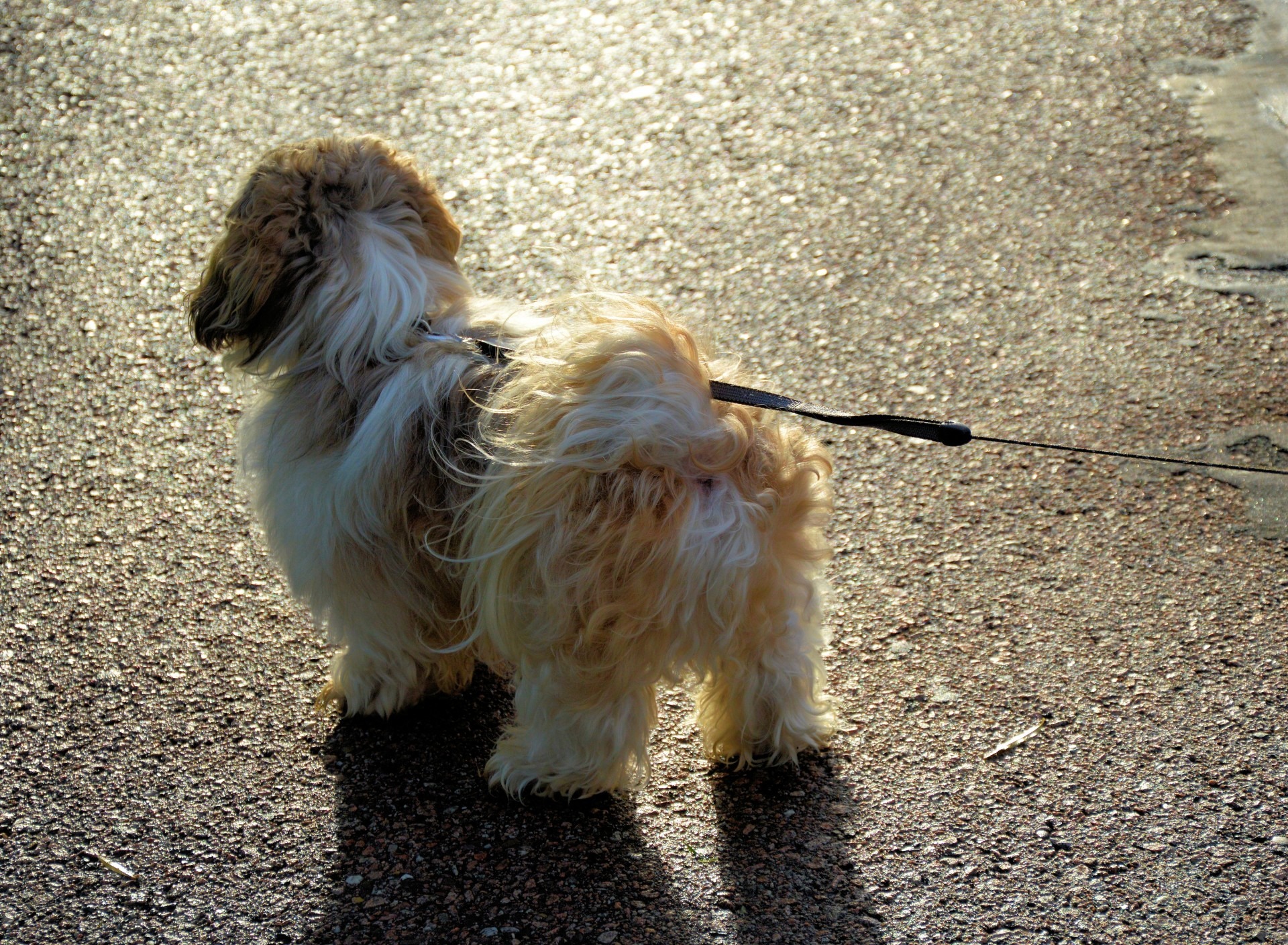 Small fluffy dog on leash free image download