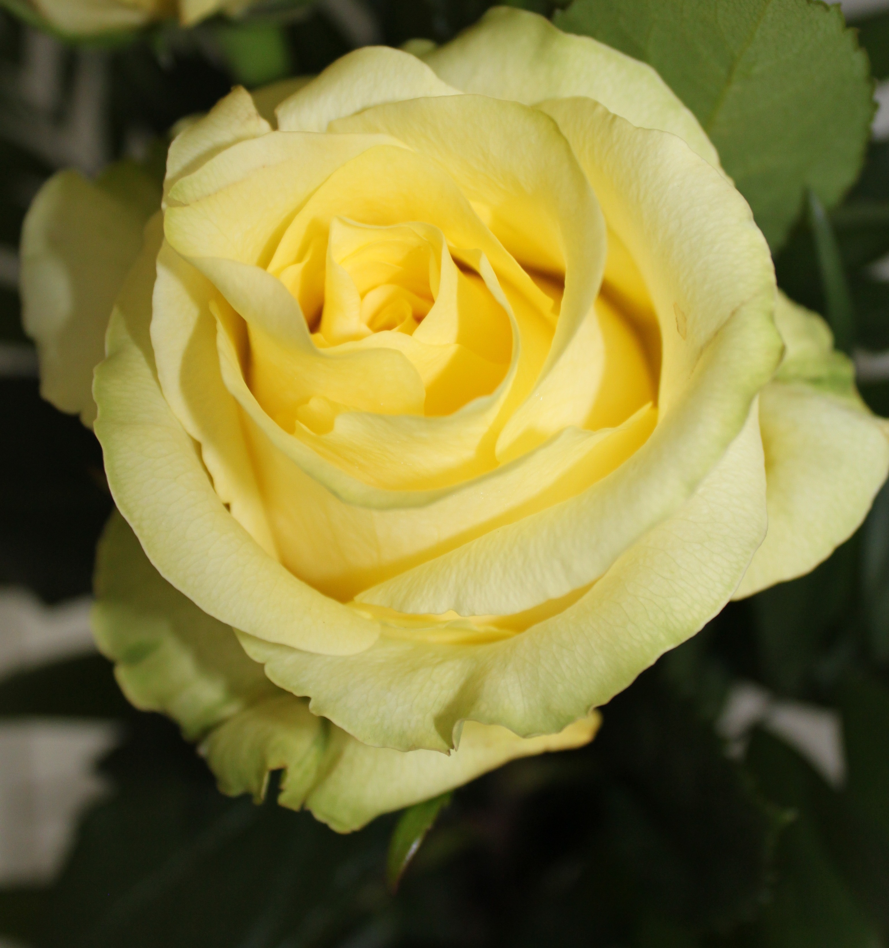 Yellow rose close up free image download