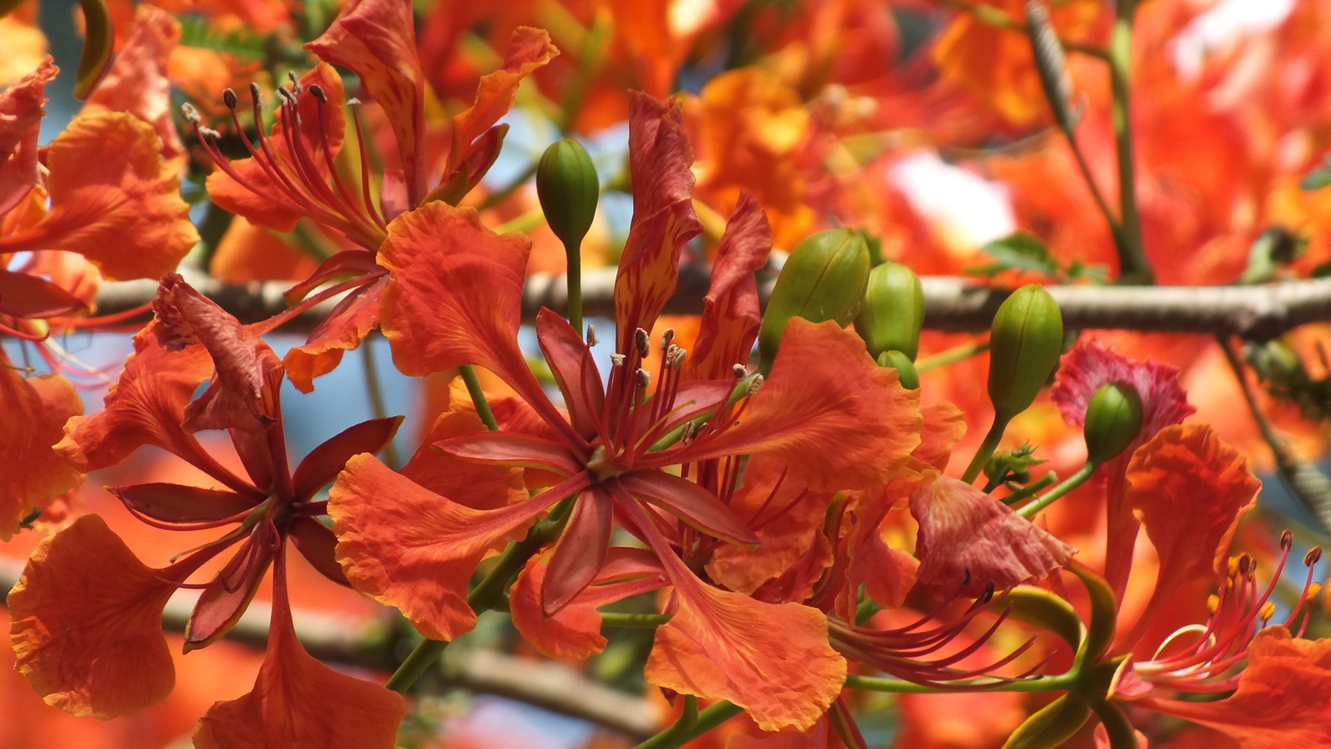 Blooming orange flowers free image download