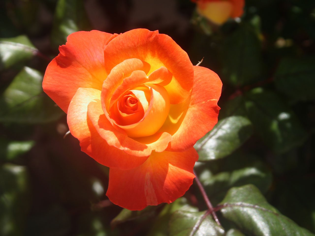 Nice red rose bloom free image download