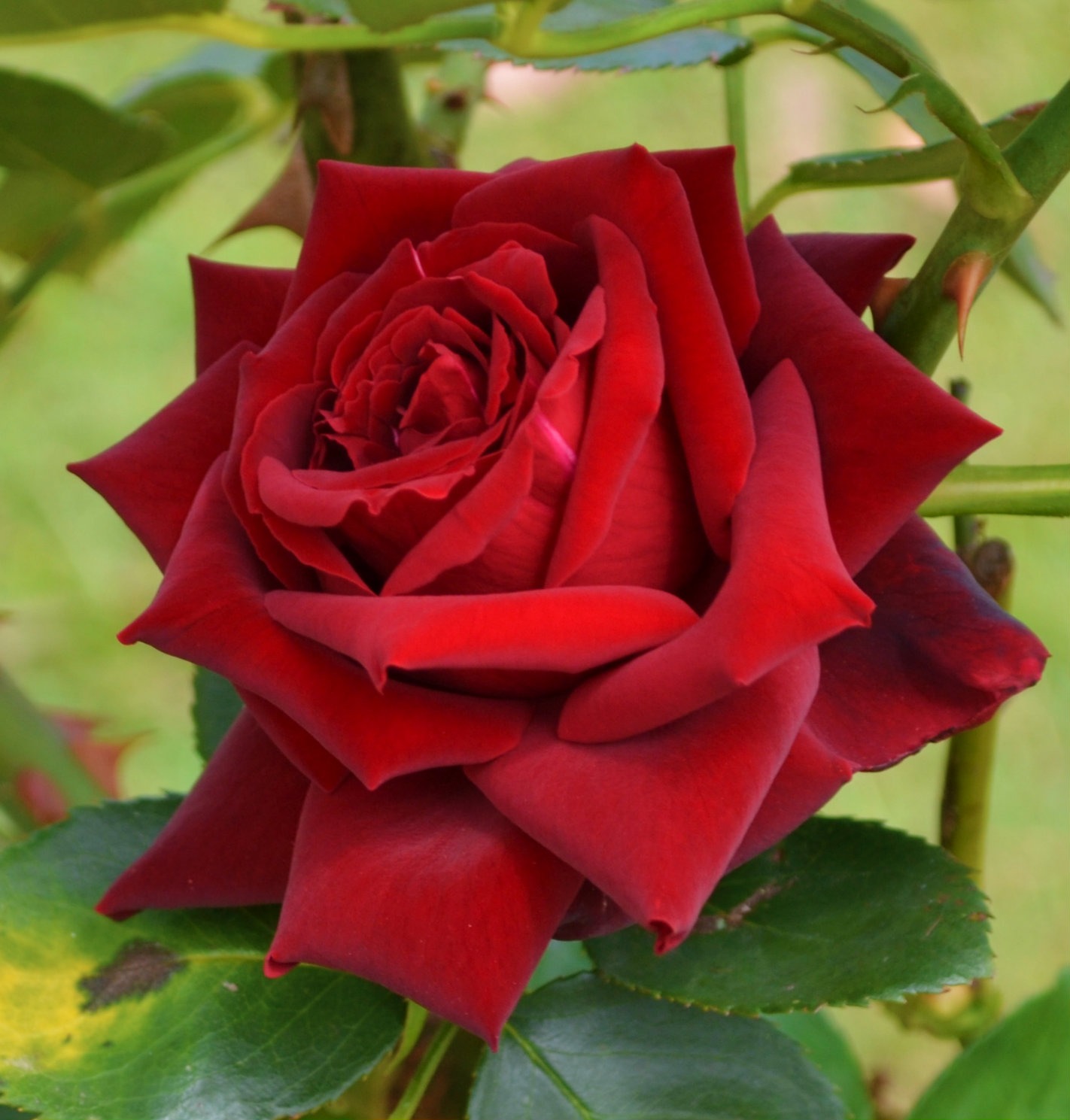 Red rose flower in a garden free image download