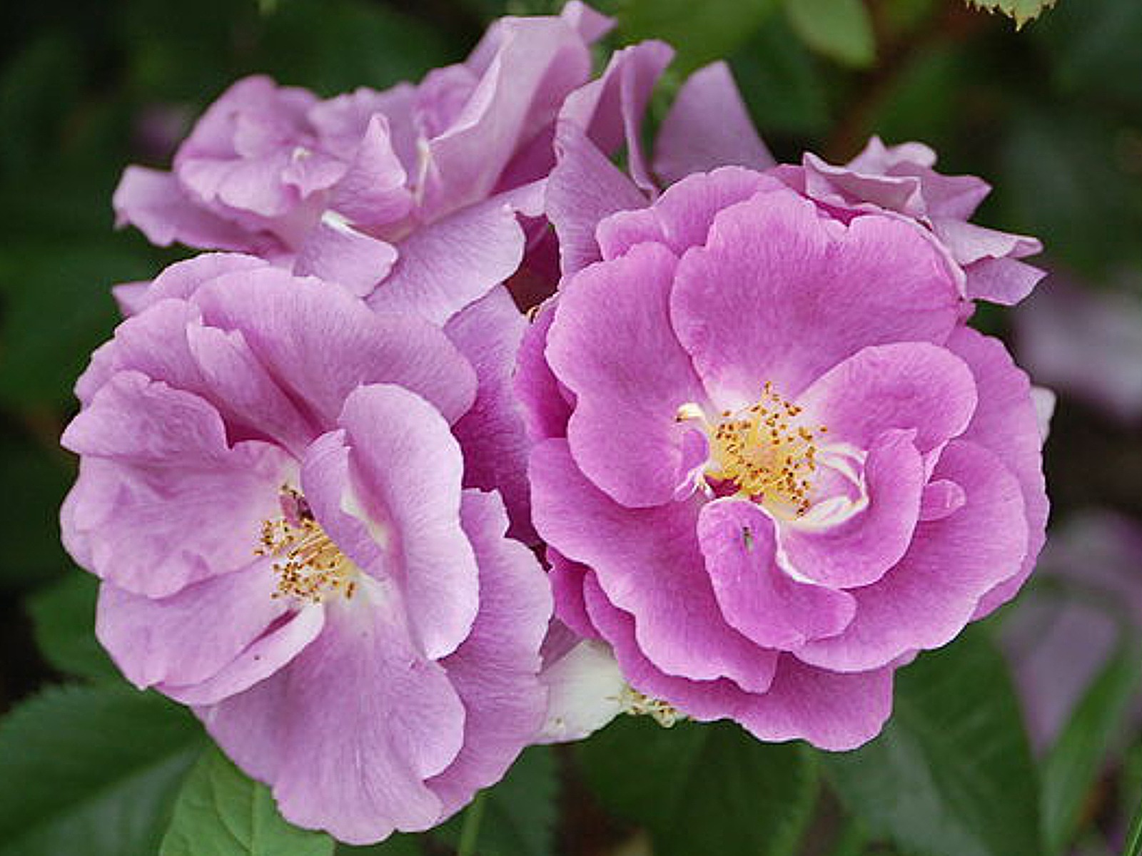 Pale purple wild roses free image download