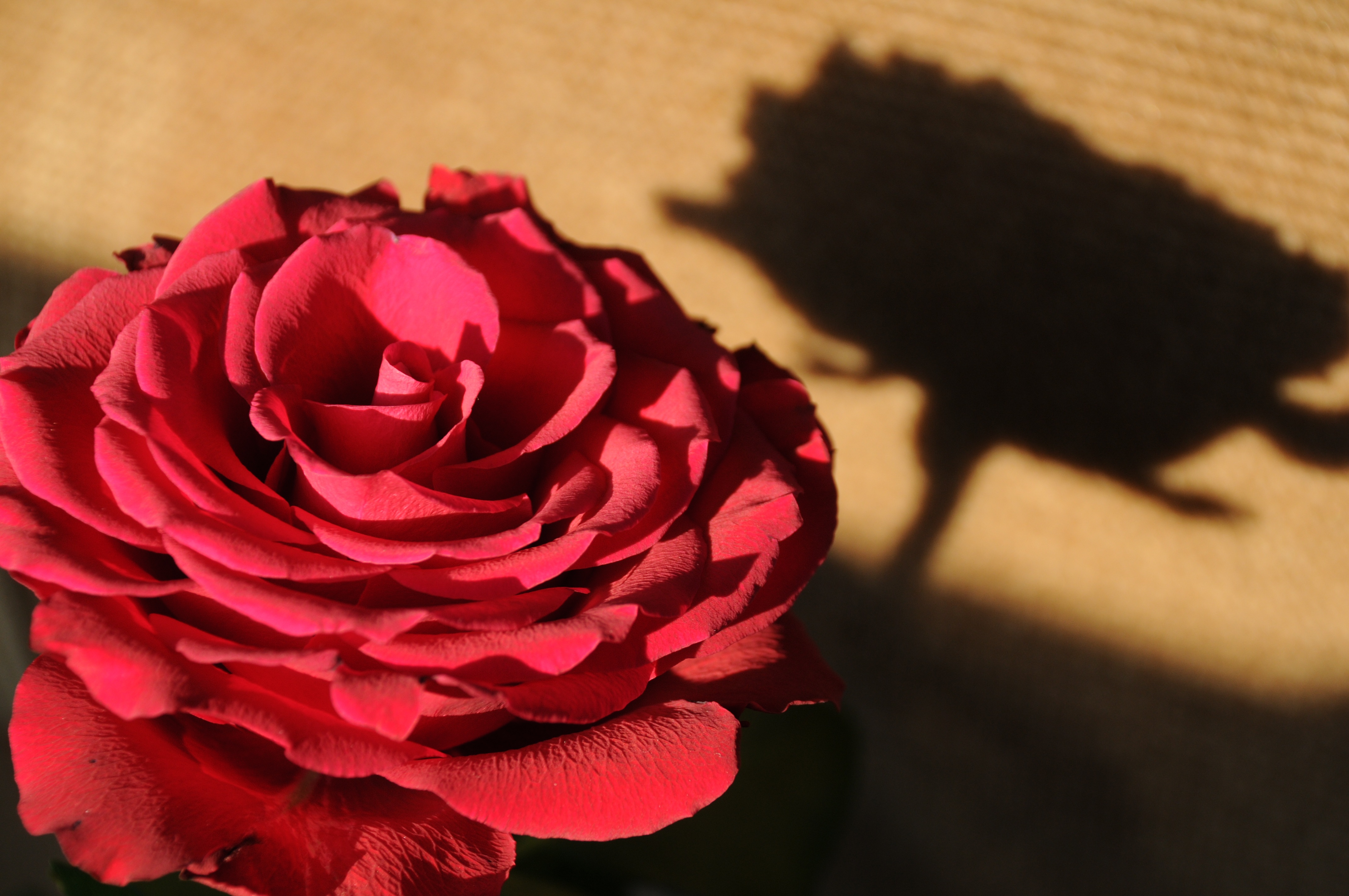 Rose with shadow free image download