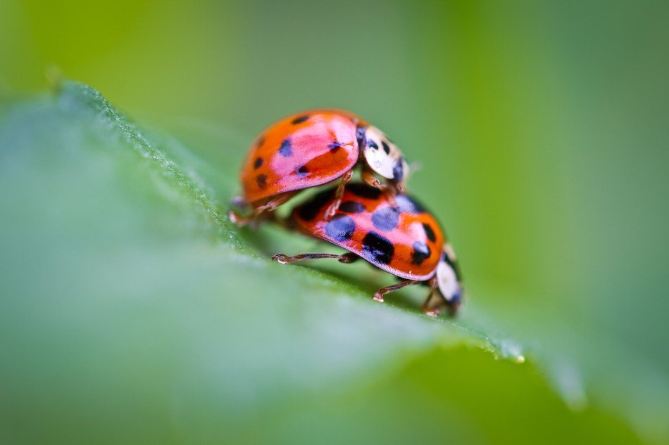 Ladybug with love free image download