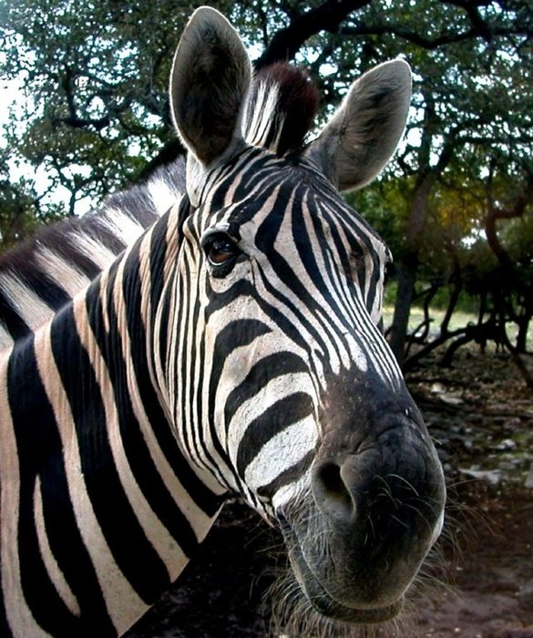 Portrait of the zebra in the wildlife free image download