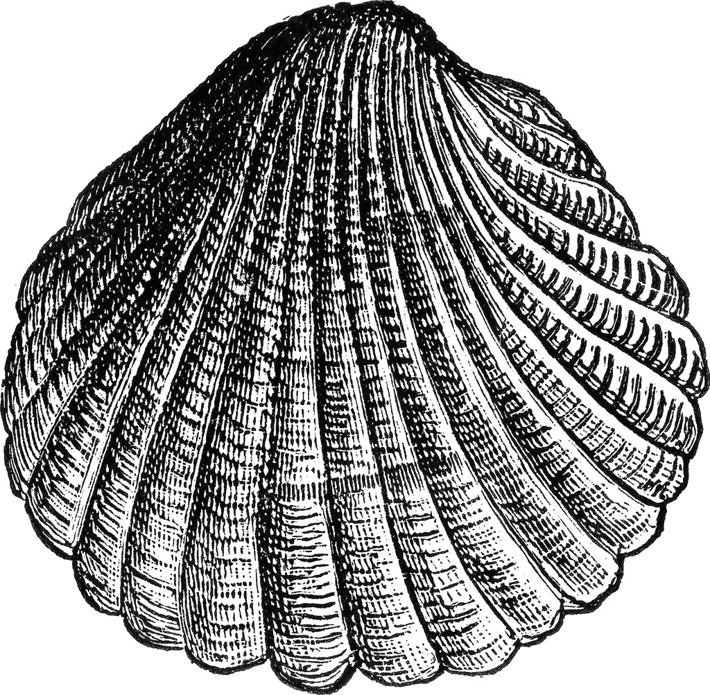 Seashell, black and white drawing free image download