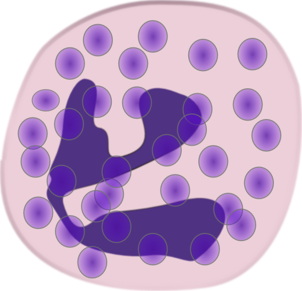 Neutrophil Cell free image download