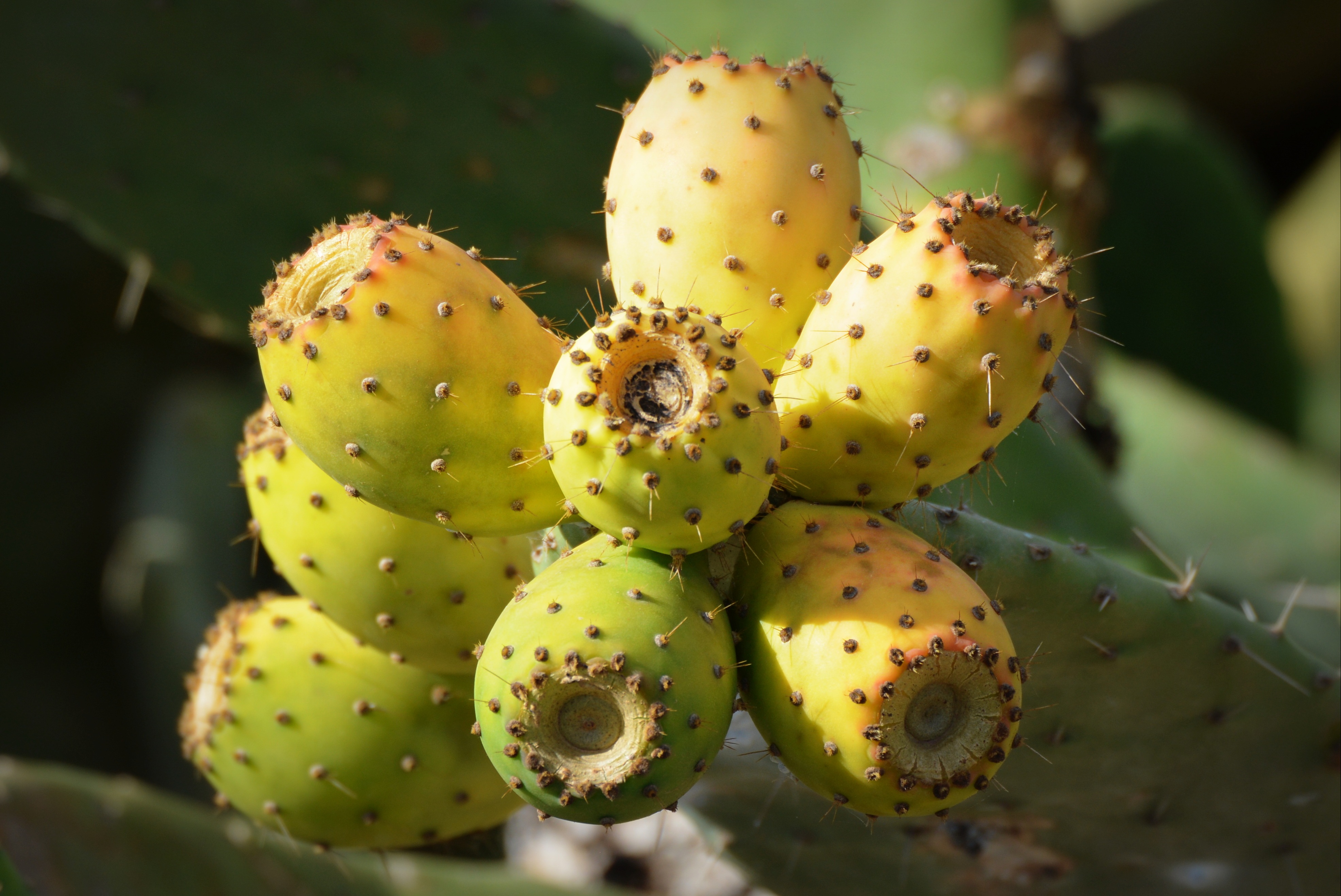 Cactus figs fruit free image download