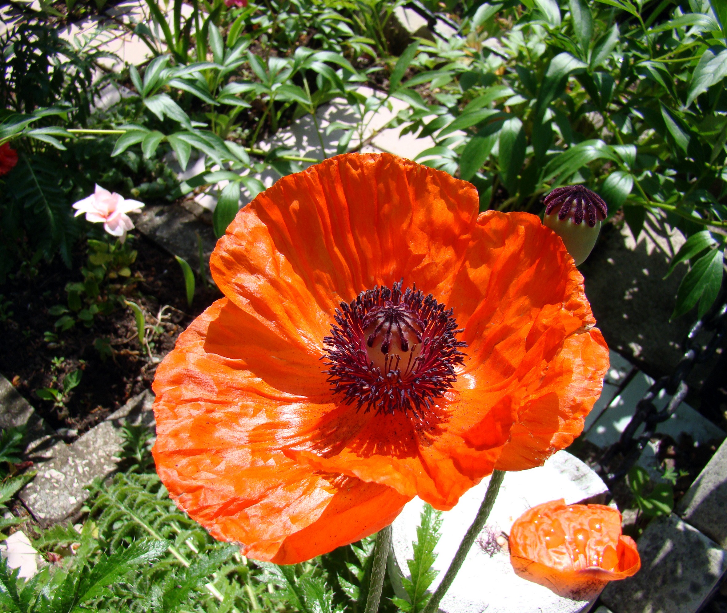 Beautiful mack flower in summer on a sunny day free image download