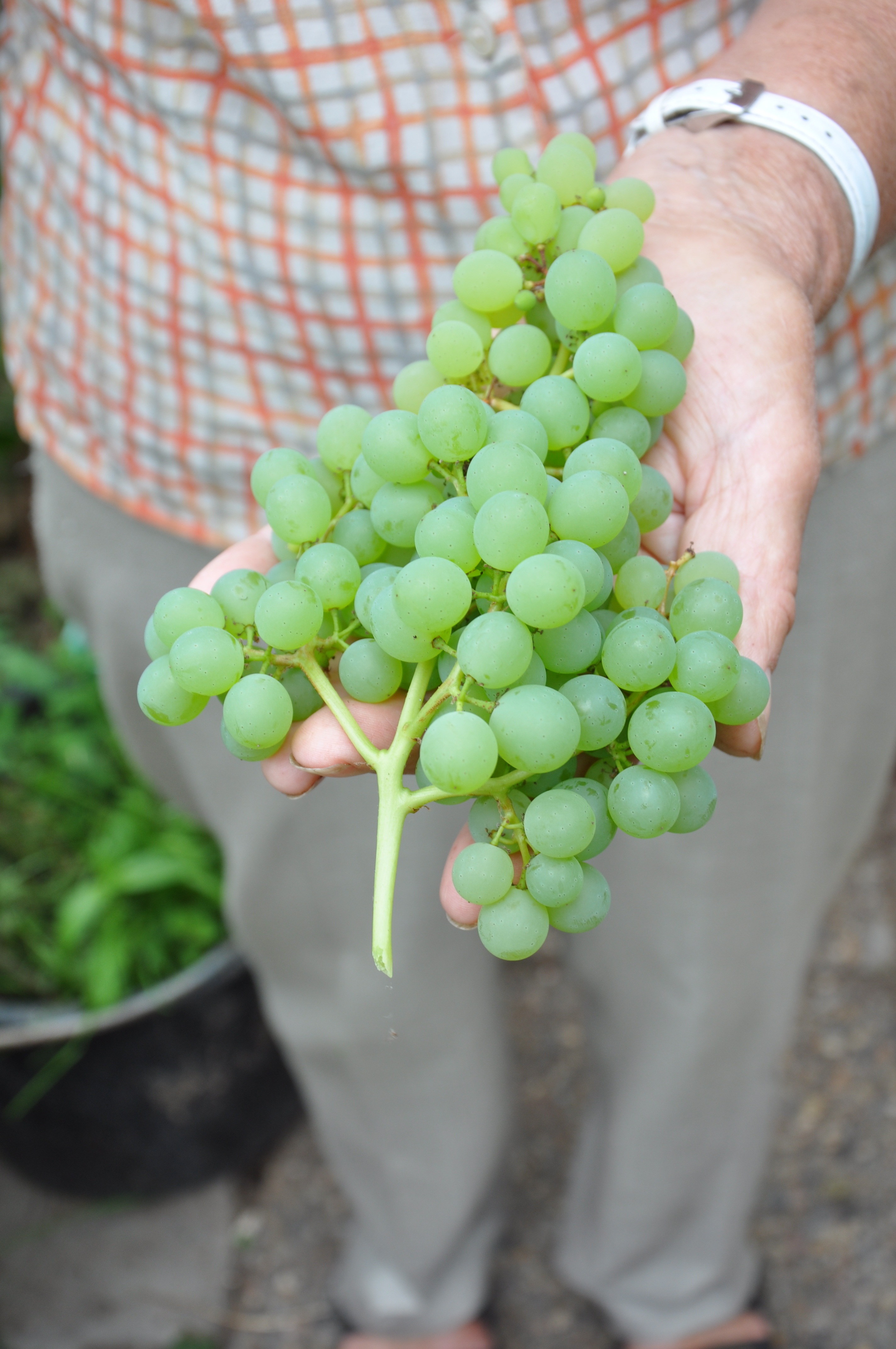 Organic green grapes laying in hand free image download