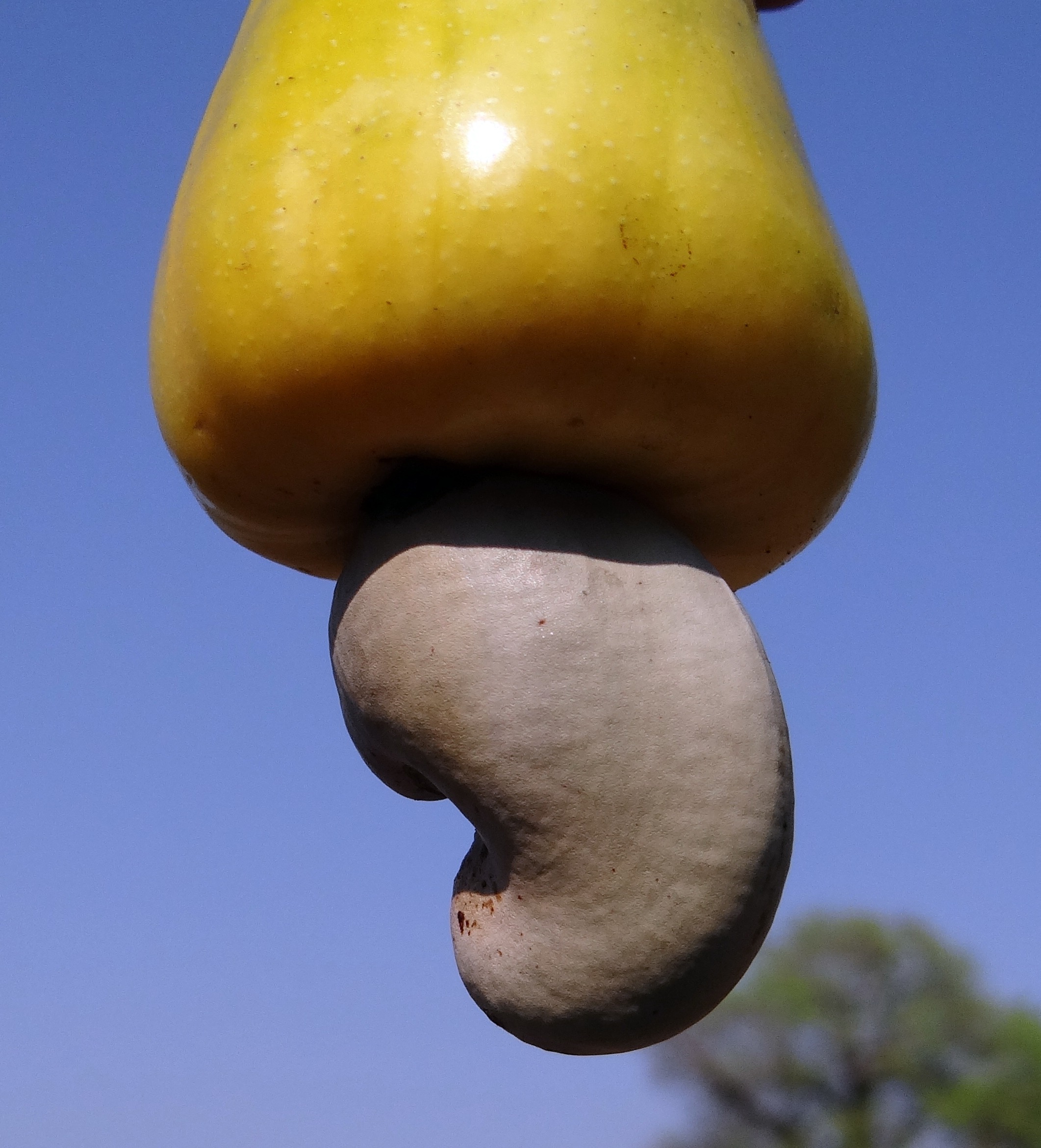 India cashew nuts free image download
