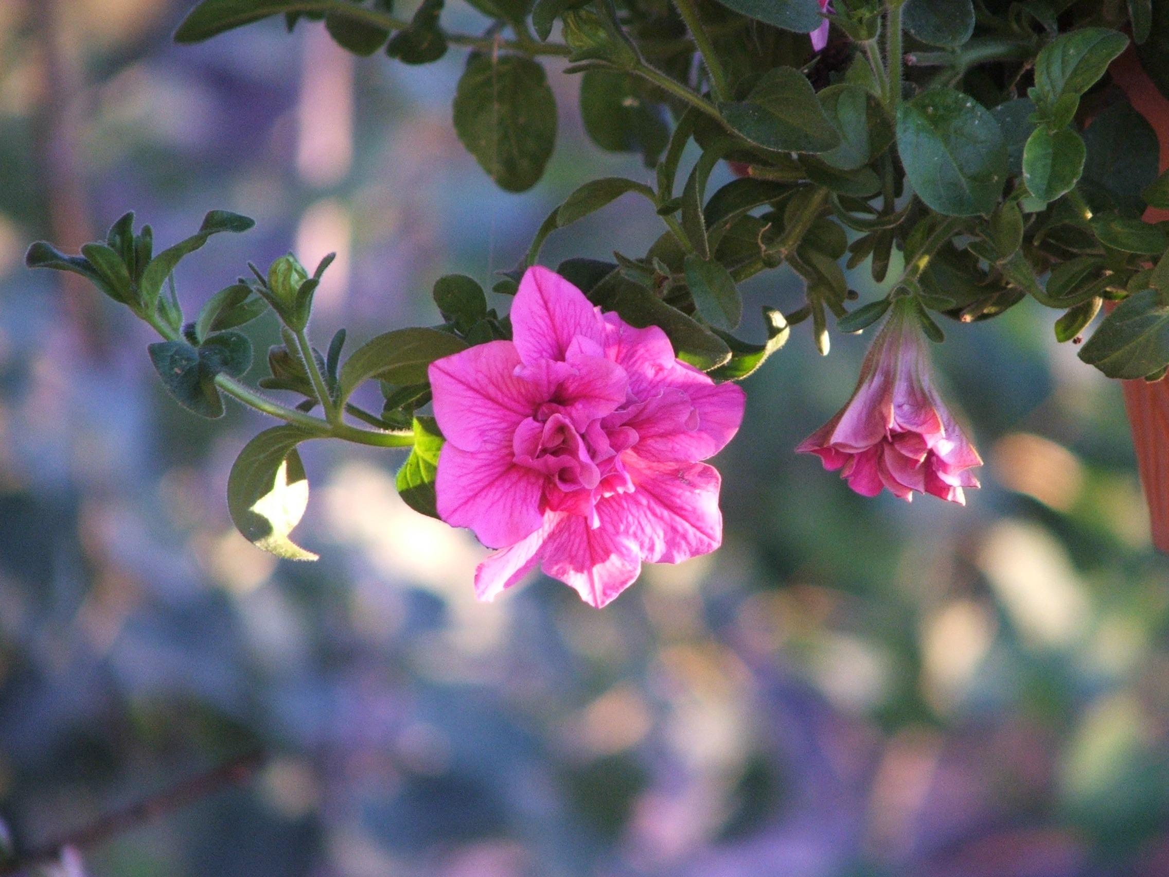 Pink summer flowers closeup free image download