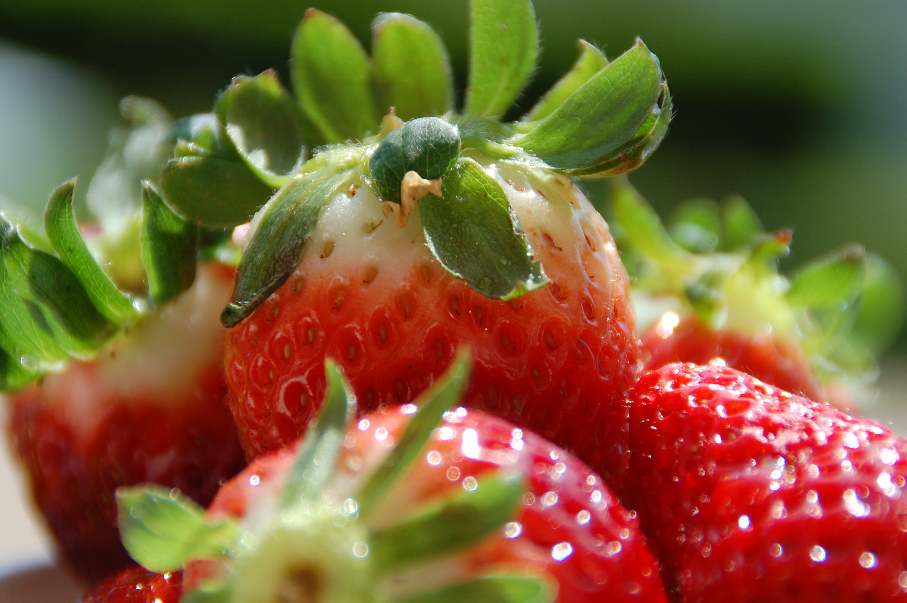 Dainty red strawberries close-up on blurred background free image download