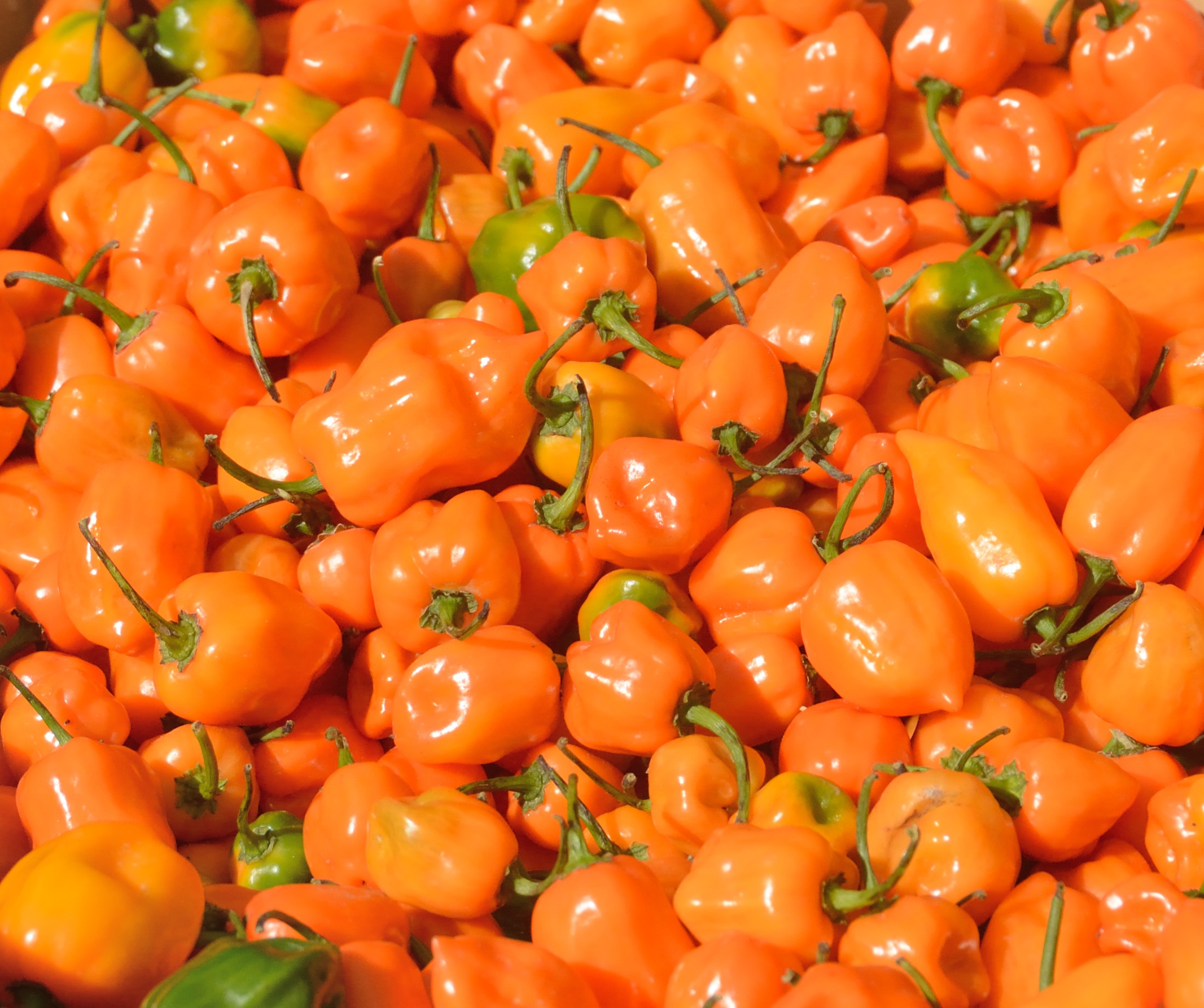 Orange juicy pepper free image download