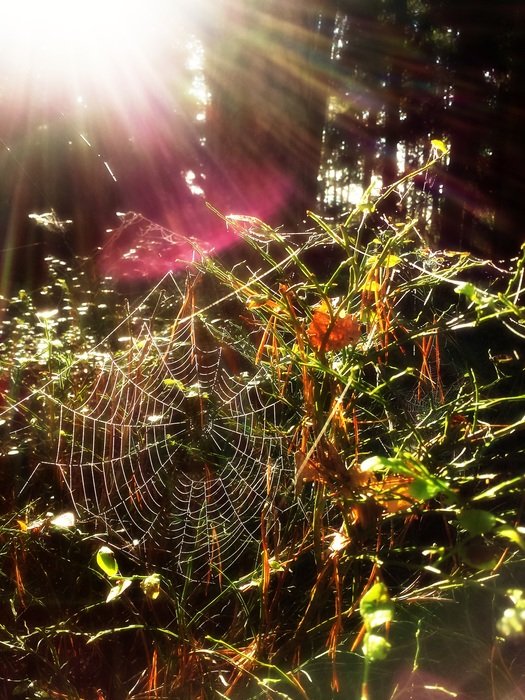 Cobweb in the sunlight free image download