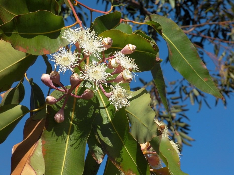 Eucalypyus flower is on the tree in nature, australia free image download