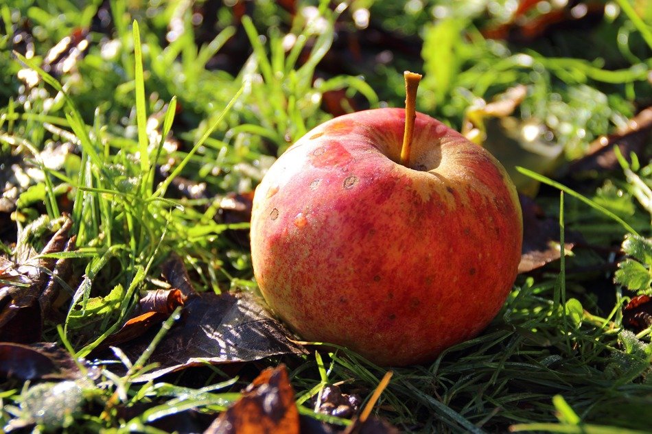 Frost apple fruit free image download