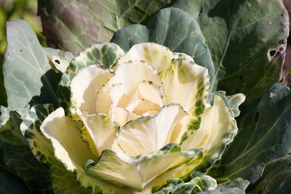 Head of ornamental cabbage free image download