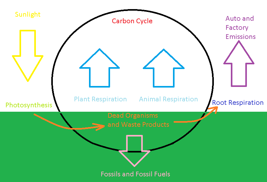 Carbon Cycle, simple Diagram free image download