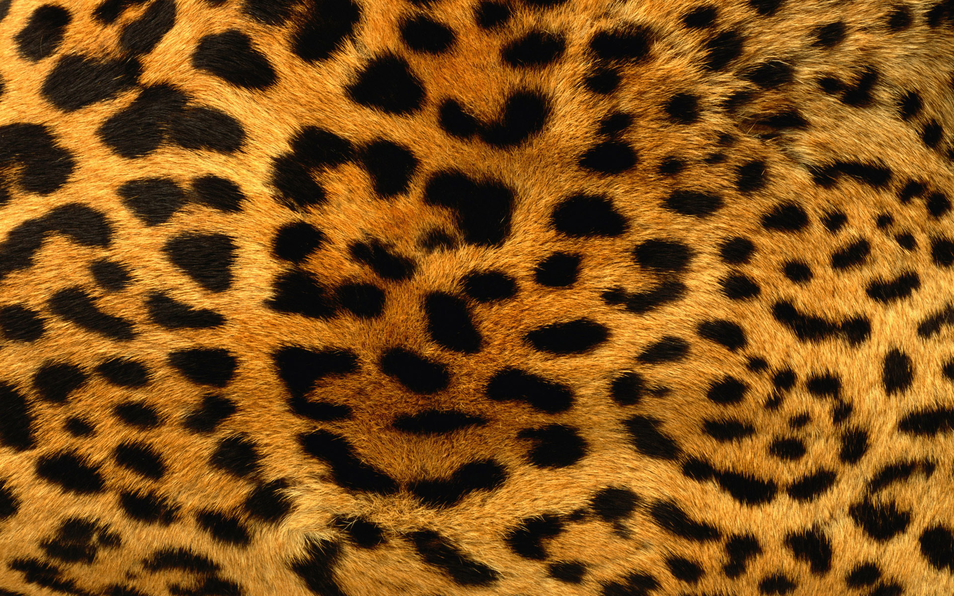 Leopard skin drawing free image download