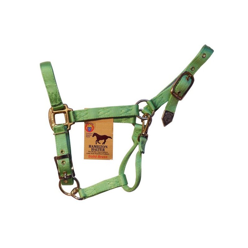 Photo of green harness for dogs free image download