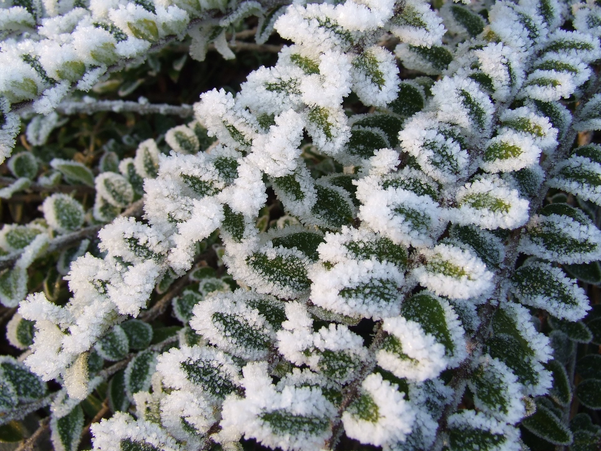 Ice Bush free image download