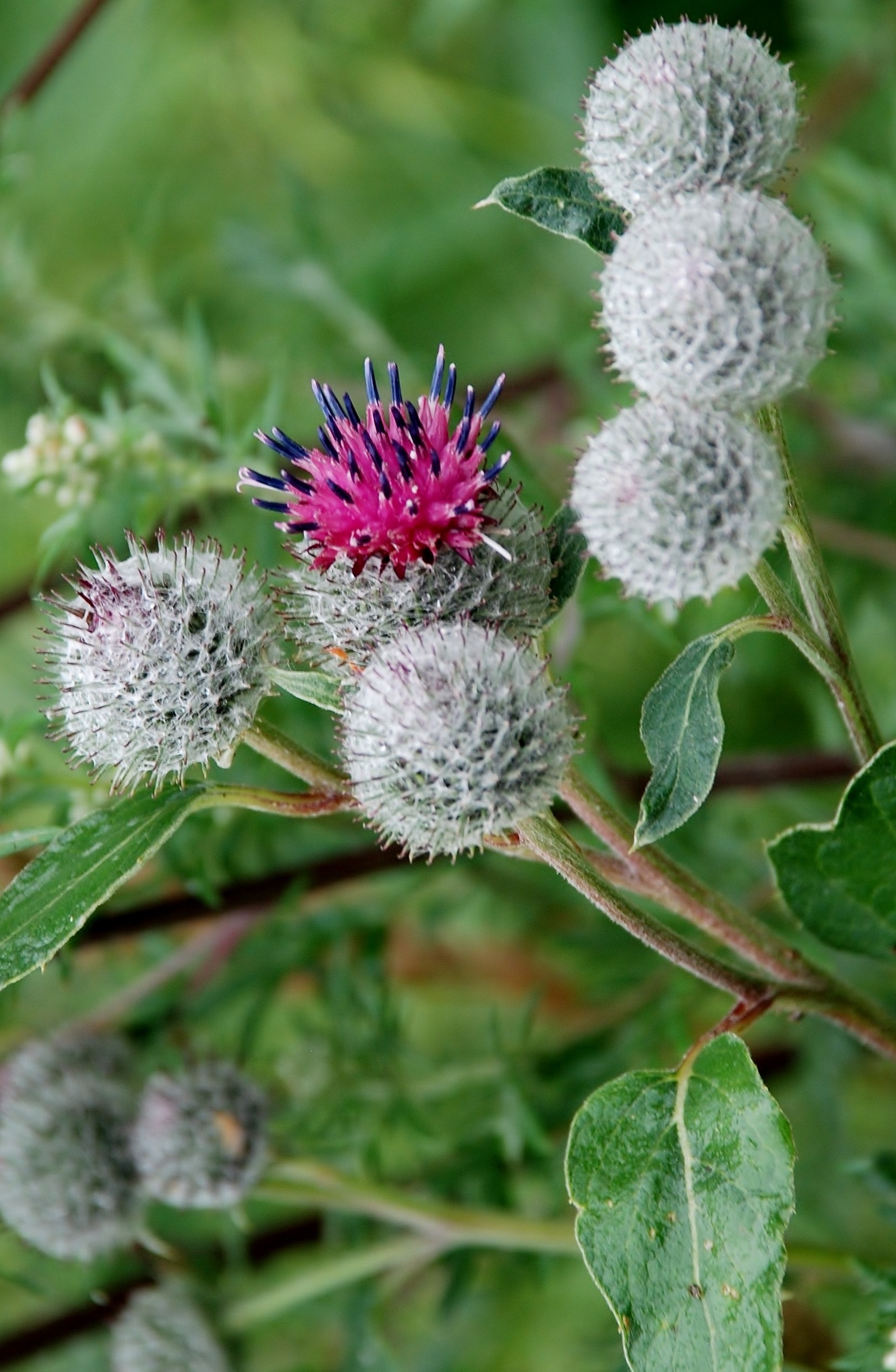 Bur plant free image download