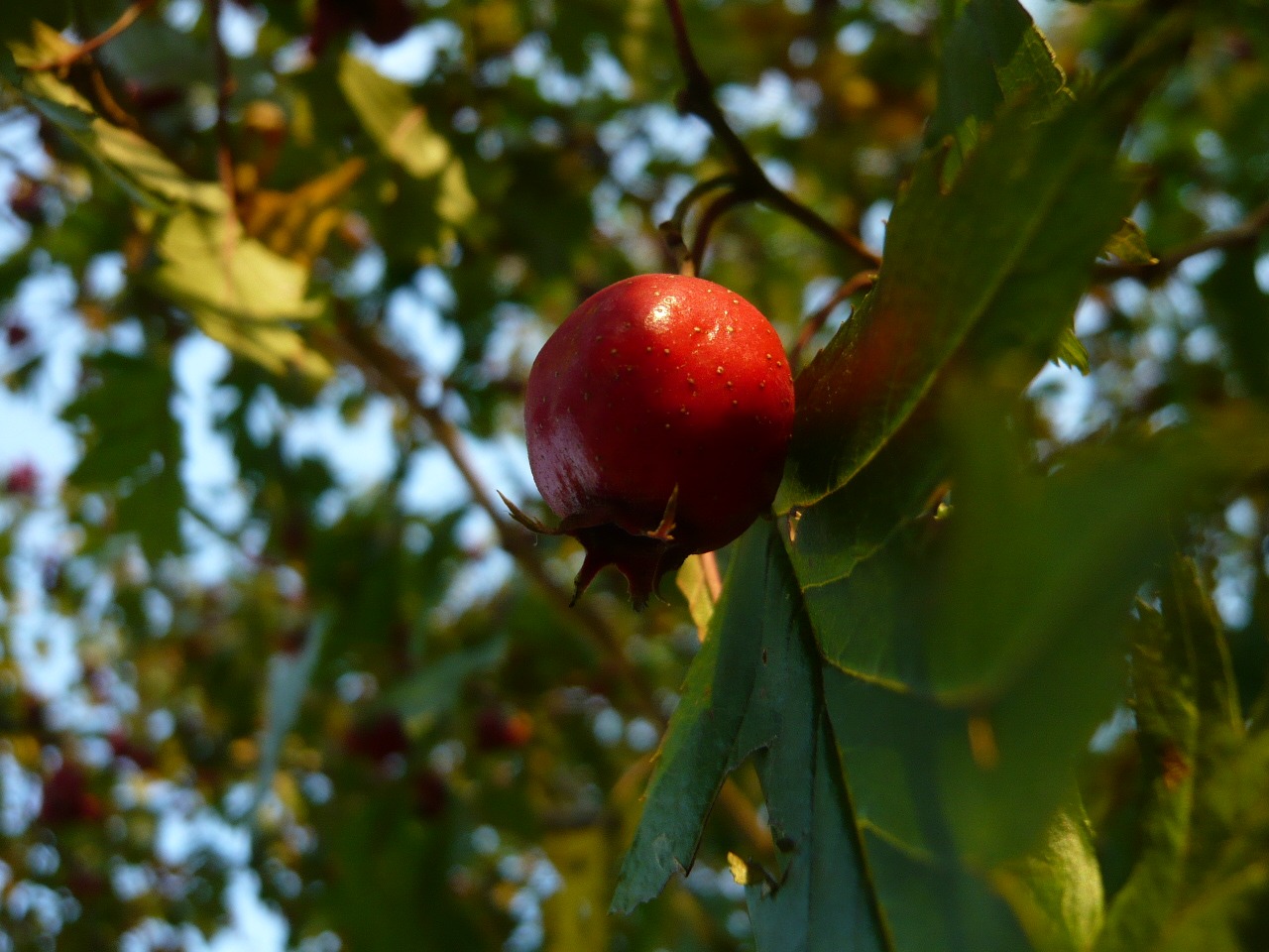 Ripe hawthorn fruit on tree free image download