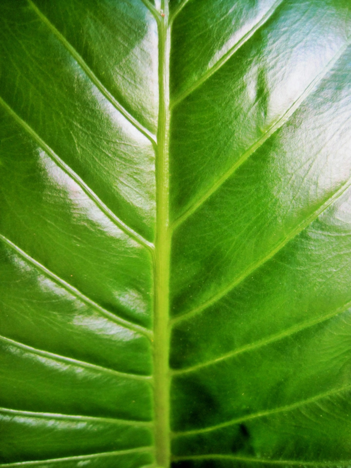 Green shiny leaf veined close-up free image download