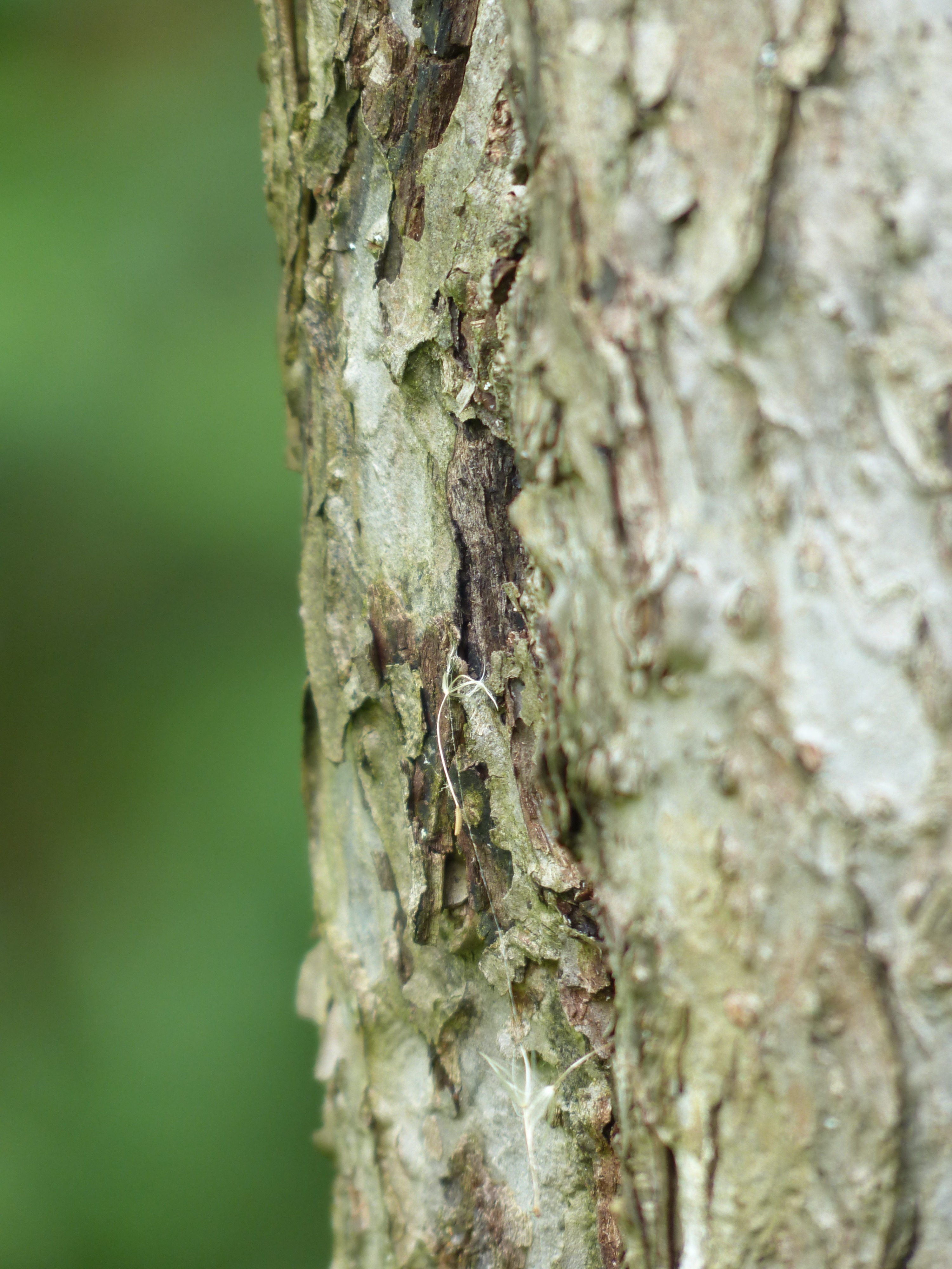 Bark of an apple tree free image download