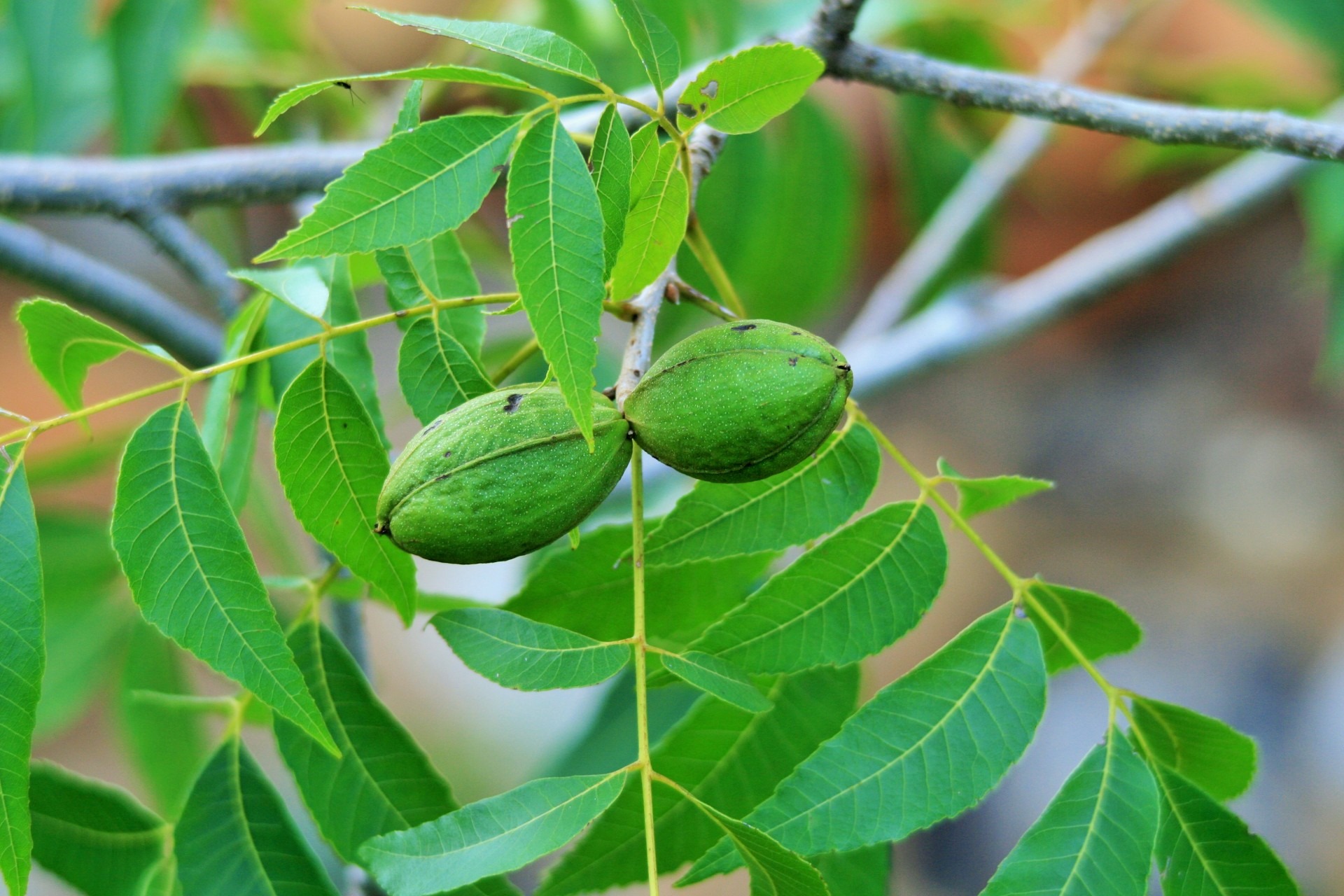 Nuts pecan free image download