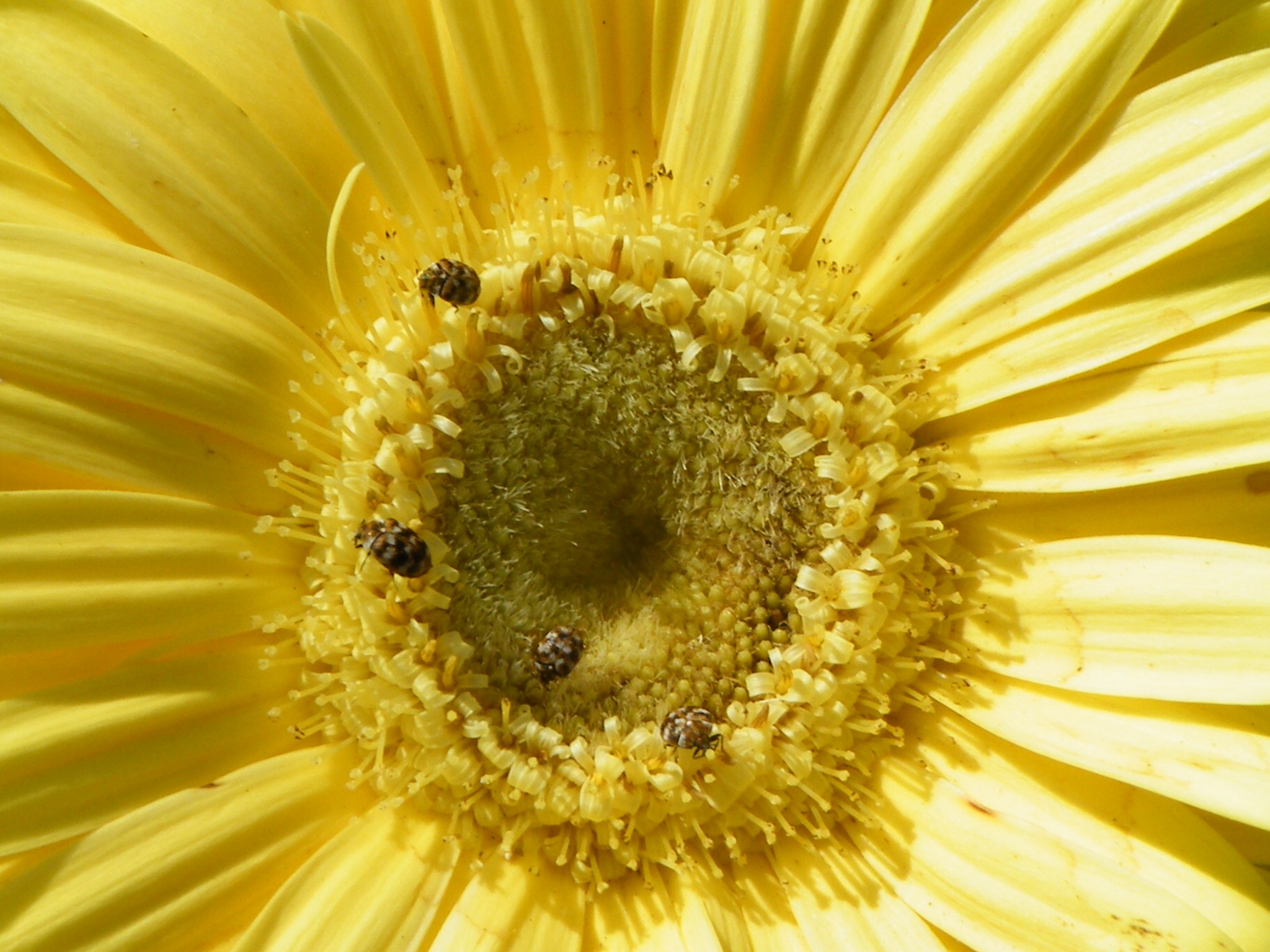 Nice sunflower free image download