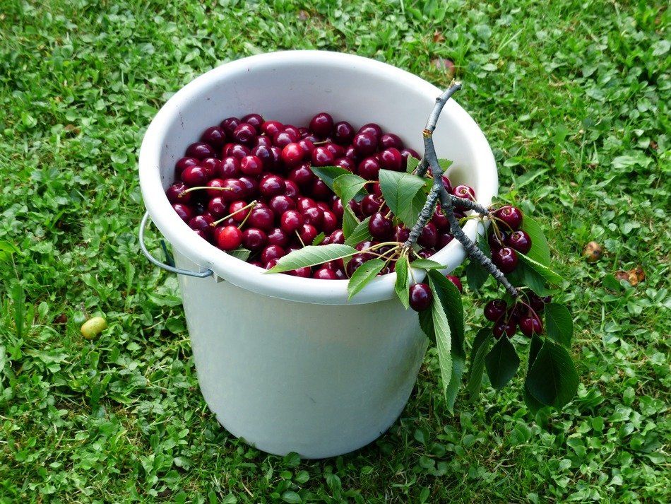 Sweet berries in bucket free image download