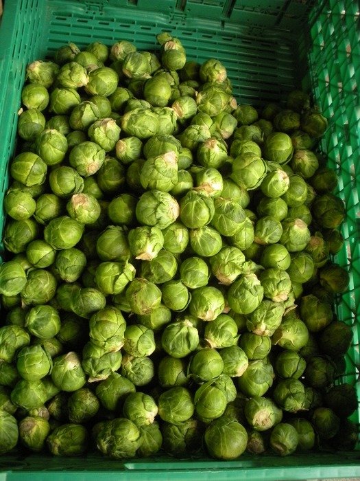 Brussels sprouts in the box free image download