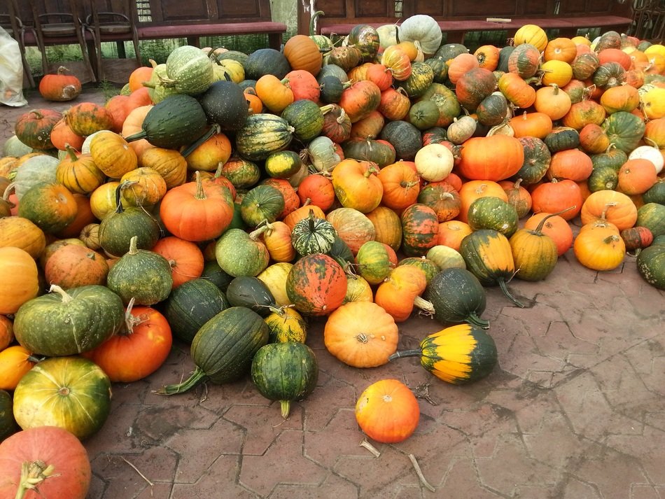 Pumpkin september harvest free image download