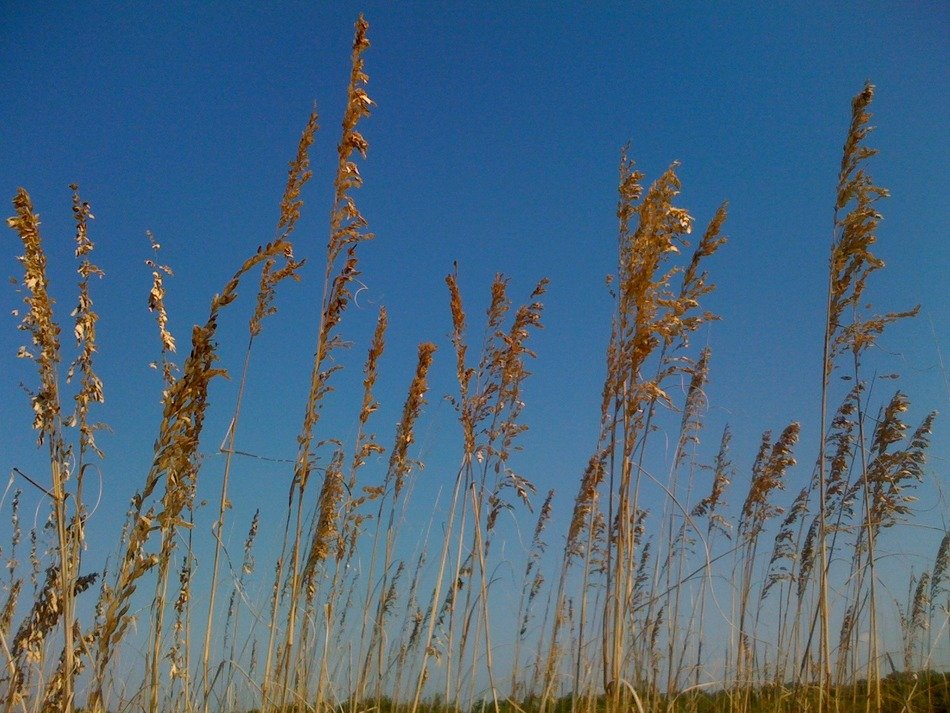 Golden oats against the blue sky free image download