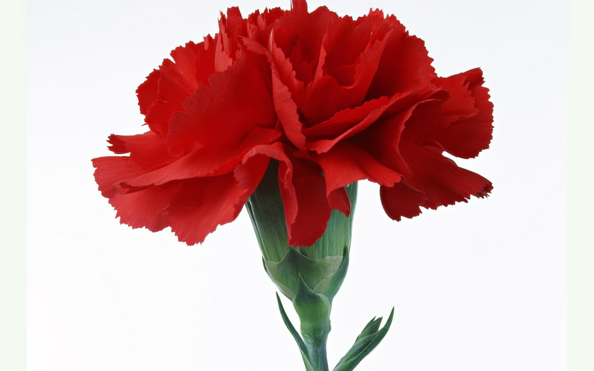Beautiful red carnation free image download
