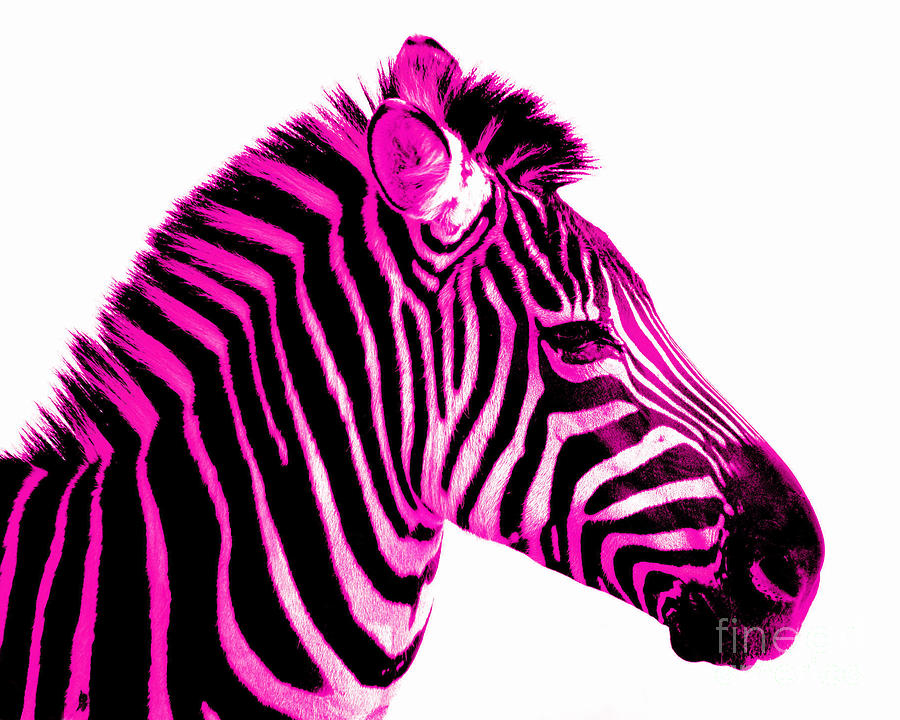 Hot Pink Zebra as a drawing free image download