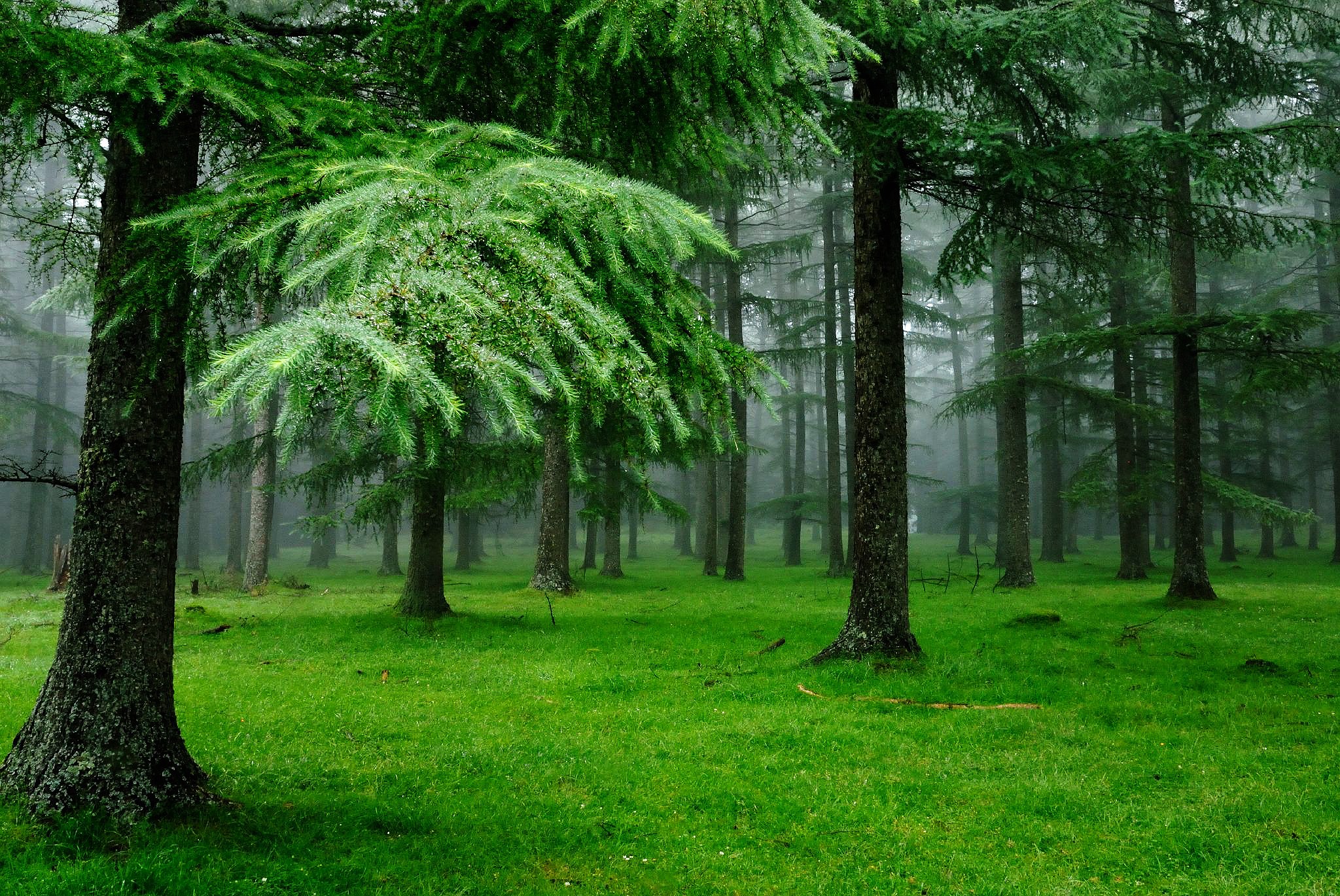 Bright forest with the green trees free image download