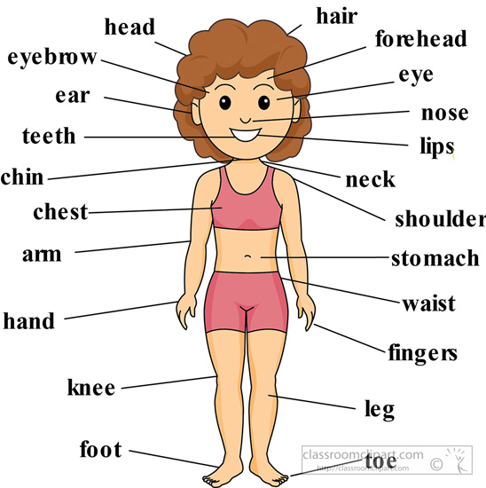 Labeled Body Parts Free Image Download