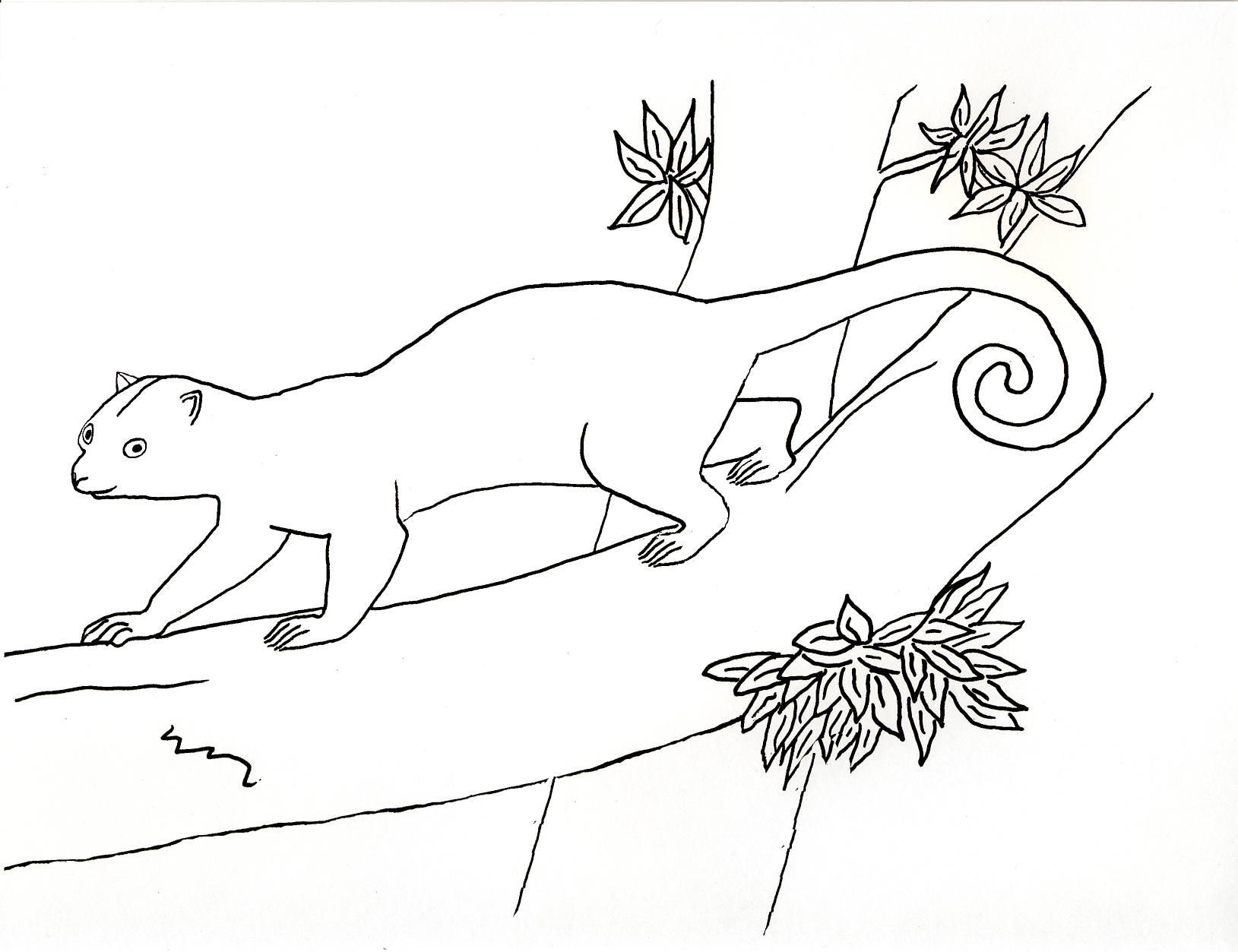 Kinkajou Coloring Page free image download